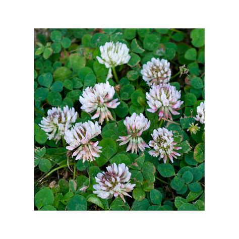 Trefle Blanc Nain Plante En Ligne