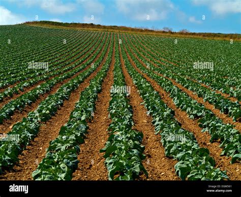 A Farmer Is Planting A Straight Row Of Crops Detroit Chinatown
