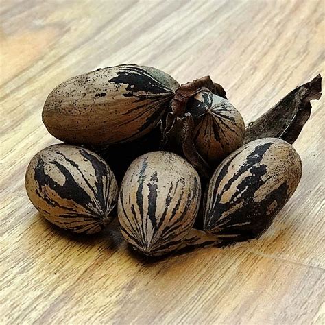 Pecan Tree Pollination Chart