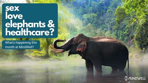 Love Sex Elephants And Healthcare Two Big Things Are Happening At Mindwell Next Week 1