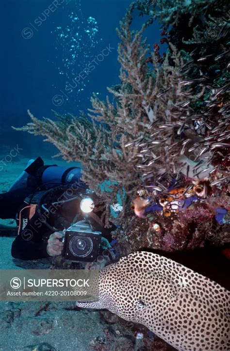 Diver Filming Moray Eel Banda Island Indonesia Ron Taylor Is