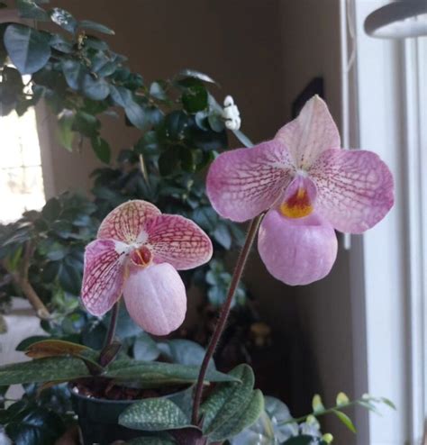 Master Paphiopedilum Orchids Perfect ‘slipper Orchids Revealed