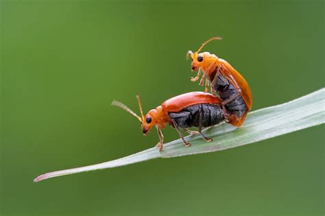 Leaf Footed Bug The Wild Side Of Singapore