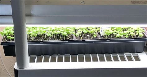 Basil Under Lights Album On Imgur