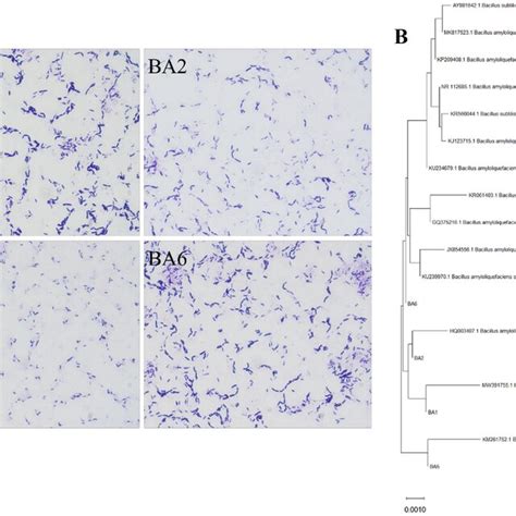 Gram Staining Results And Phylogenetic Tree Of Isolated Strains A Gram
