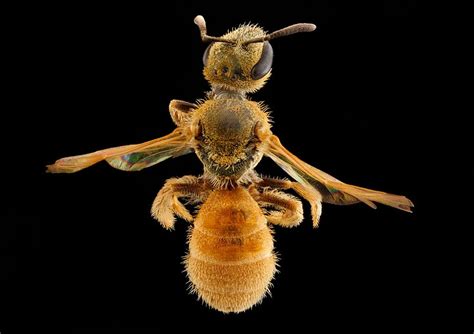 Sand Microscope Images Free Photos Png Stickers Wallpapers