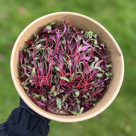 Red Beets Devon Microgreens And Edible Flowers