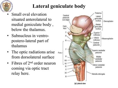 Anatomy Of Lateral Geniculate Body And Visual Cortex