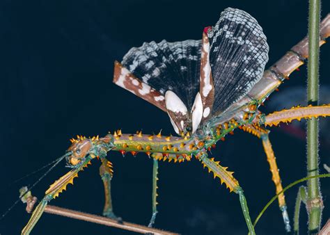 Walking Sticks Insects Poisonous