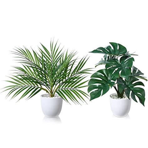 Monstera Klein Die 15 Besten Produkte Im Vergleich Kitade Ratgeber