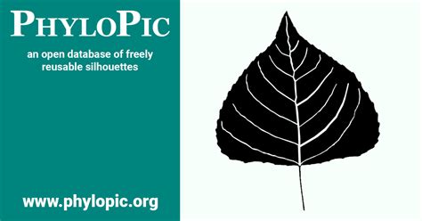Populus Tremuloides Tremuloides By Mason Mcnair Cc0 10 Phylopic