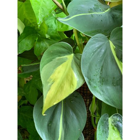 Philodendron Mican Brazil Indoor Plant Shopee Malaysia