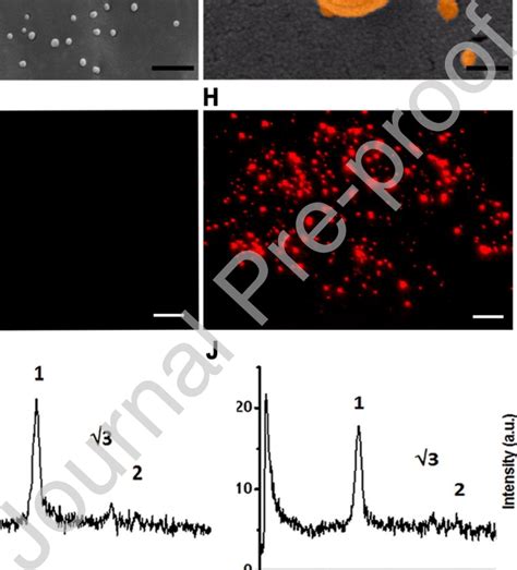 A B Cryogenic Field Emission Scanning Electron Microscopic Cryo Download Scientific Diagram