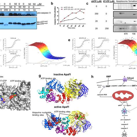Thiopurine Nucleotide Triphosphates Of 6 Mp Enhance Leydig Cell Death Download Scientific