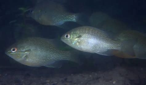 Longear Sunfish Facts Diet Habitat And Pictures On Animaliabio