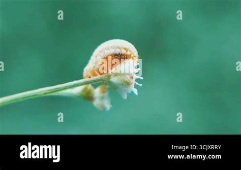 Segmented Caterpillar Body Closeup Stock Videos And Footage Hd And 4k