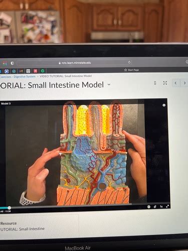 Small Intestine Model Flashcards Quizlet