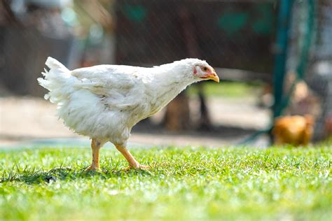 What Is A Chicken Sexer At Lila Collins Blog What Is A Chicken Sexer At Lila Collins Blog