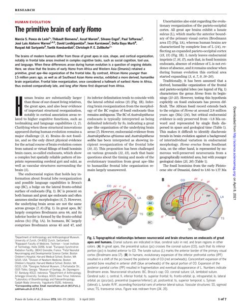 Pdf The Primitive Brain Of Early Homo