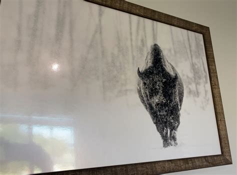 Bryce Whiting On Linkedin Be The Bison I Was Unaware Until Recently That Unlike Cattle Which