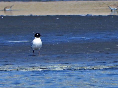 三番瀬 ズグロカモメ、ユリカモメどちらだろう？ 哲ちゃんの、お散歩photo2