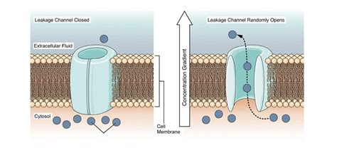 16 6 Membrane Proteins Biology Libretexts