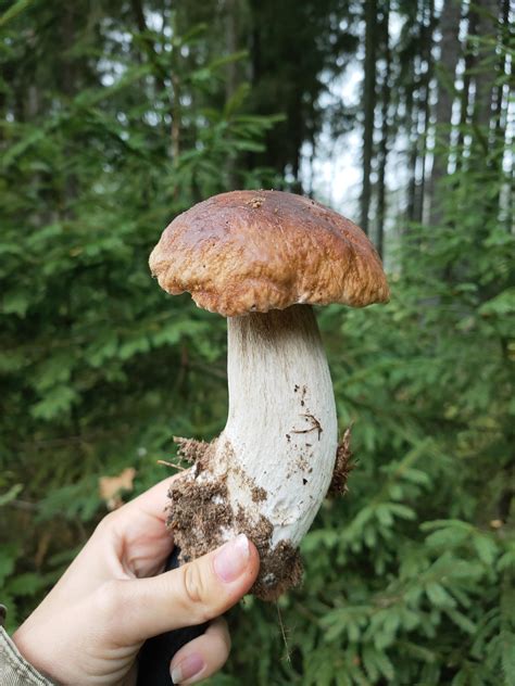 Such A Pretty Guy Baravykas From Lithuania Scrolller