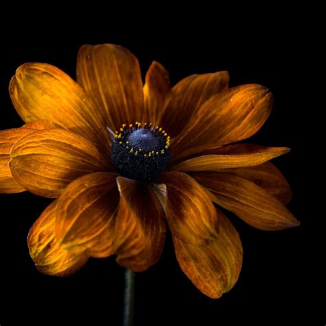 Dark Flower Wallpapers 4k Hd Backgrounds On Wallpaperbat