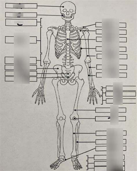 Bones Labeling Diagram Quizlet