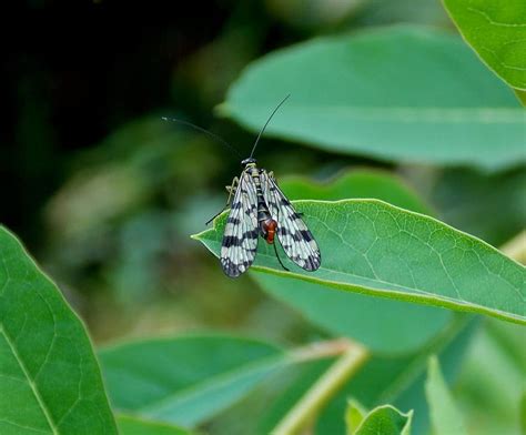 Royalty Free Hexapoda Photos Pikist
