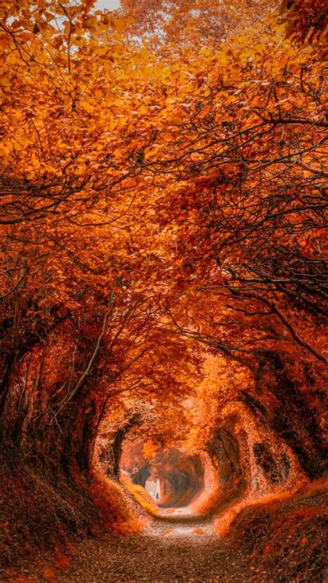 Cute Fall Wallpapers Artofit Cute Fall Wallpapers Artofit