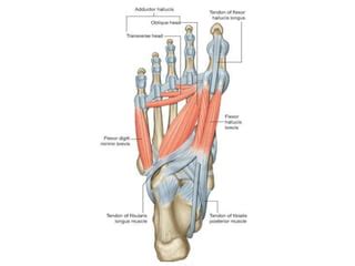 Foot Intrinsic Muscles Origin And Insertions Pptx