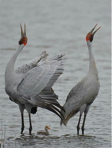 Brolga Pair With Chick In Australia