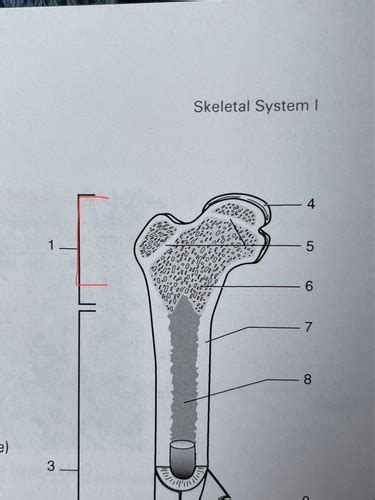 Long Bone And Flat Bone Structure Flashcards Quizlet