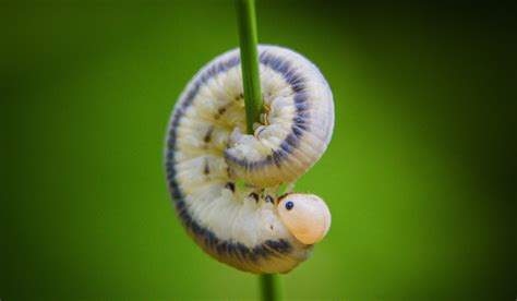 When To Treat For Armyworms In Florida Lawns