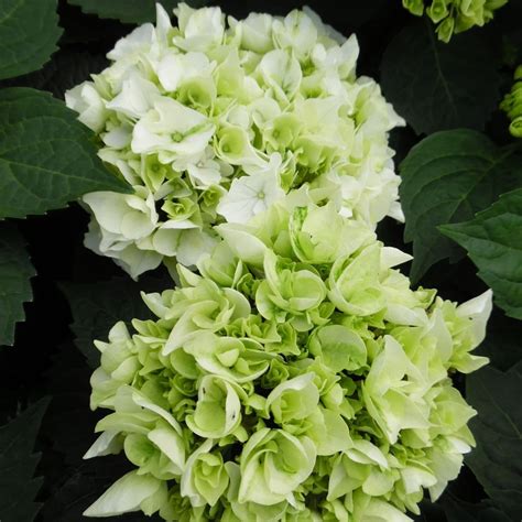 Hydrangea Macrophylla Wudu H