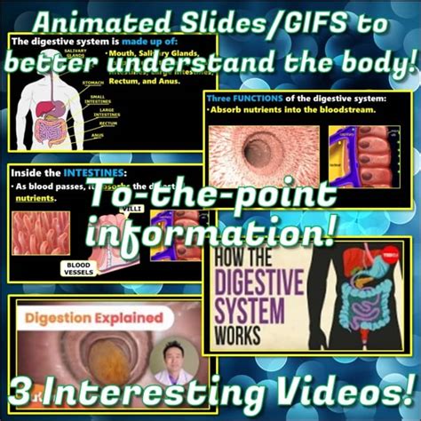 Powerpoint Digestive System Pp Pack By Travis Terry Tpt