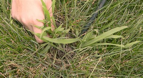How To Get Rid Of Crabgrass The Ultimate Guide To Crabgrass Control