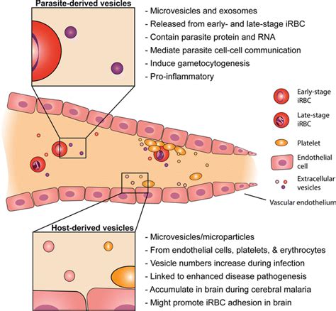 The Role Of Extracellular Vesicles In Malaria Biology And Pathogenesis Exosome Rna