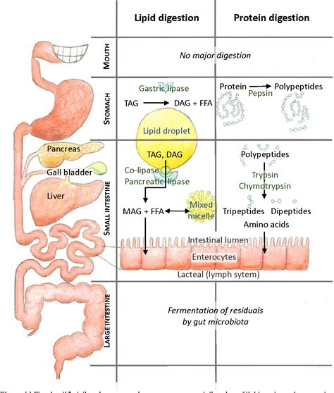 Figure 1 From Fractionation Of Lipids And Proteins From The Microalga