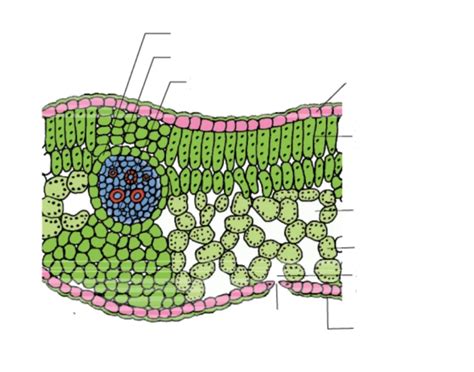 Dicot Leaf Section Labeling — Printable Worksheet