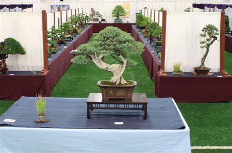 Us National Bonsai Show Backcountry Bonsai Bonsai Tree Award Winning