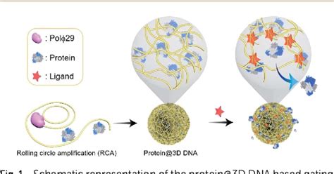 Figure 1 From Fast Responding Functional Dna Superstructures For