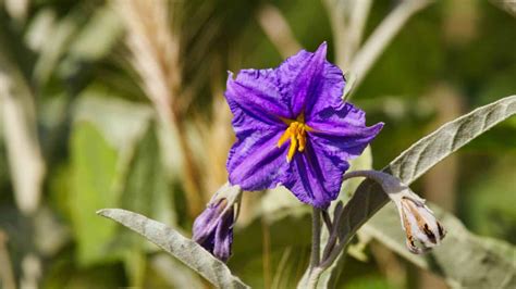 97 Purple Flowers With Photos And Names For Your Home And Garden