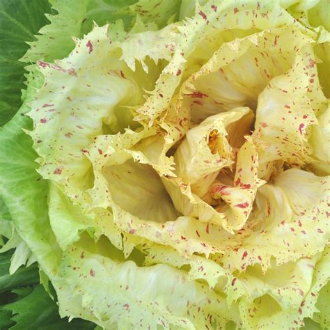 Chicory Radicchio Castelfranco Sm4 18 Organic Vital Seeds