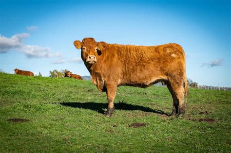 Premium Photo Beautiful Female Cow In The Countryside