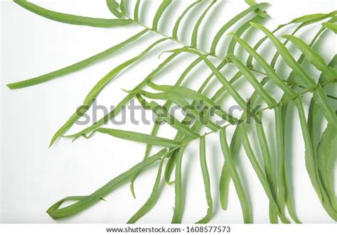 Pleopeltis Polypodioides Syn Polypodium Polypodioides Known库存照片