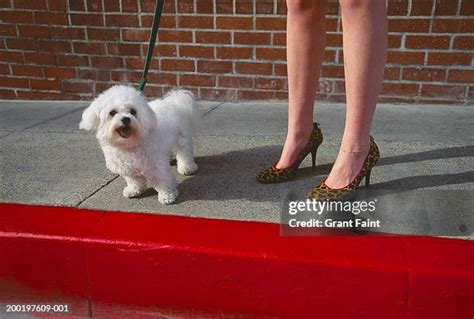 Dog High Heels Photos And Premium High Res Pictures Getty Images