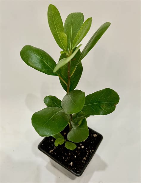 Фикус Берт Деви Ficus Burtt Davyi 930 купить на Ozon по низкой цене