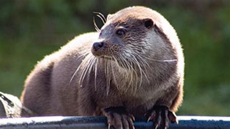 New Forest Wildlife Park Cbbc Bbc